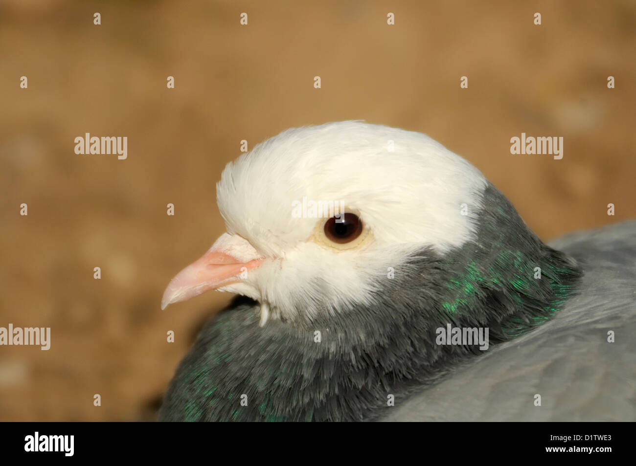 Columba domestica -Fotos und -Bildmaterial in hoher Auflösung – Alamy