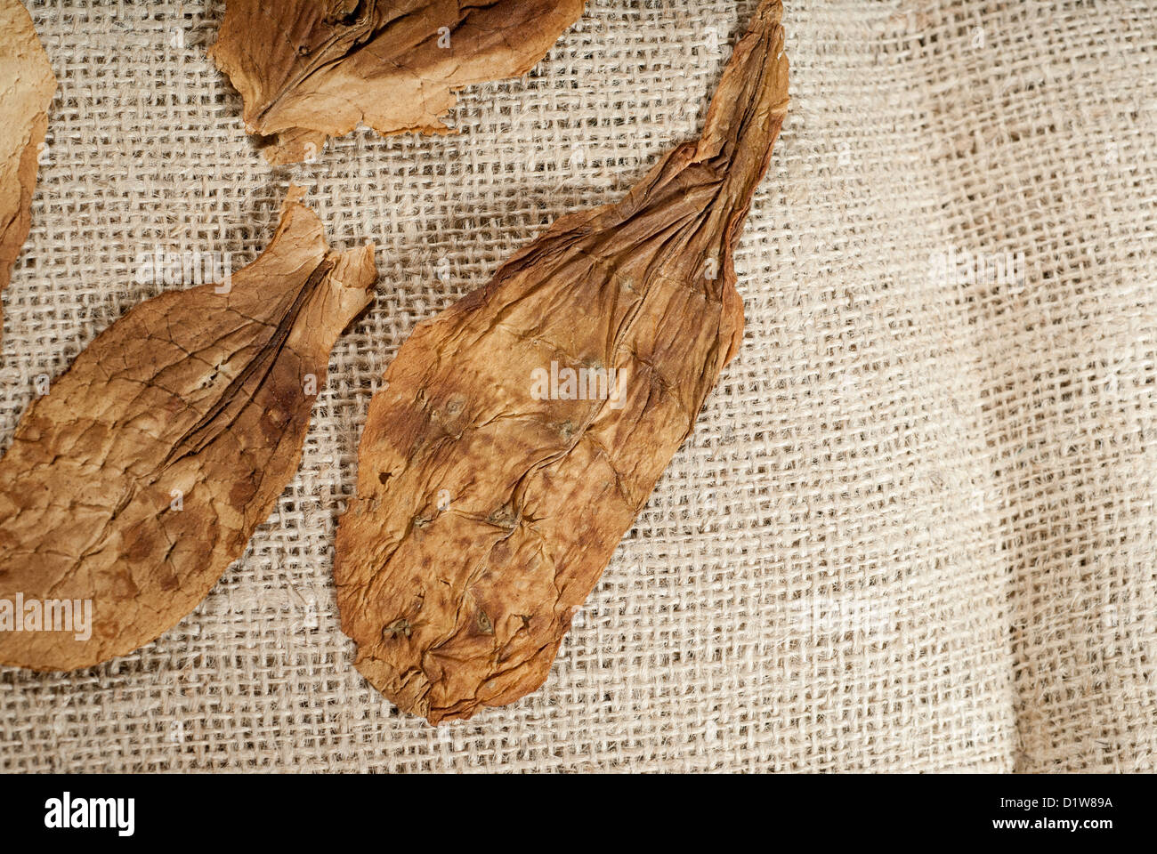 Obenliegende Makroaufnahme trocknen Tabak lässt Stockfotografie - Alamy