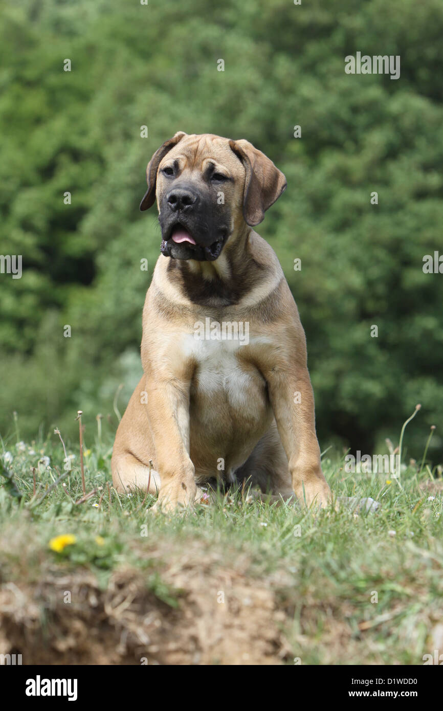 Hund Boerboel / Boerbull / South African Mastiff Welpen sitzen auf ...
