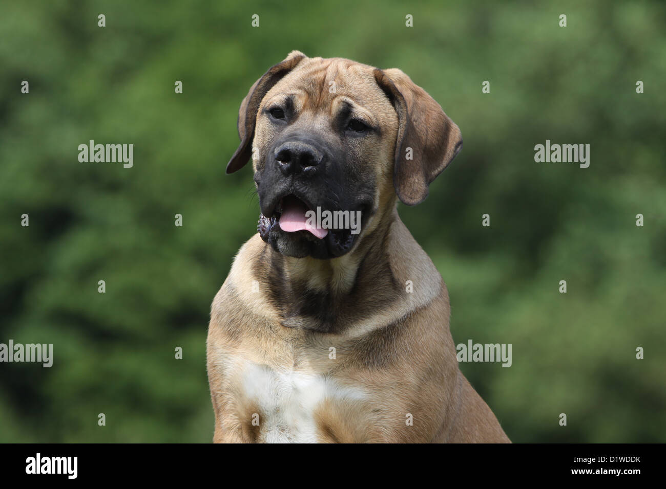 Welpe boerboel -Fotos und -Bildmaterial in hoher Auflösung – Alamy