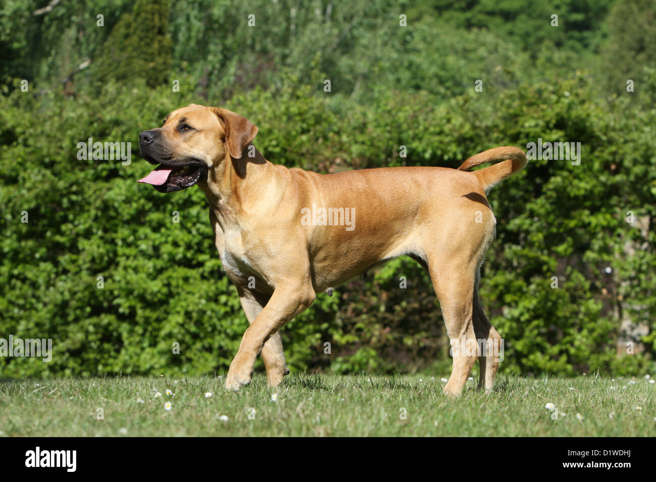Hund Boerboel / Boerbull / South African Mastiff Erwachsenen stehen ...