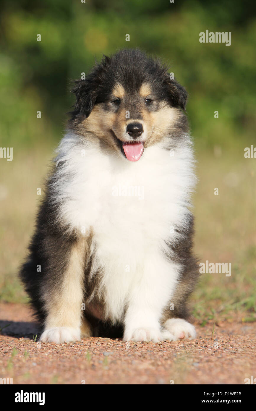 Rough Collie Hund / schottischer Collie Welpen (Tricolor) sitzen auf ...
