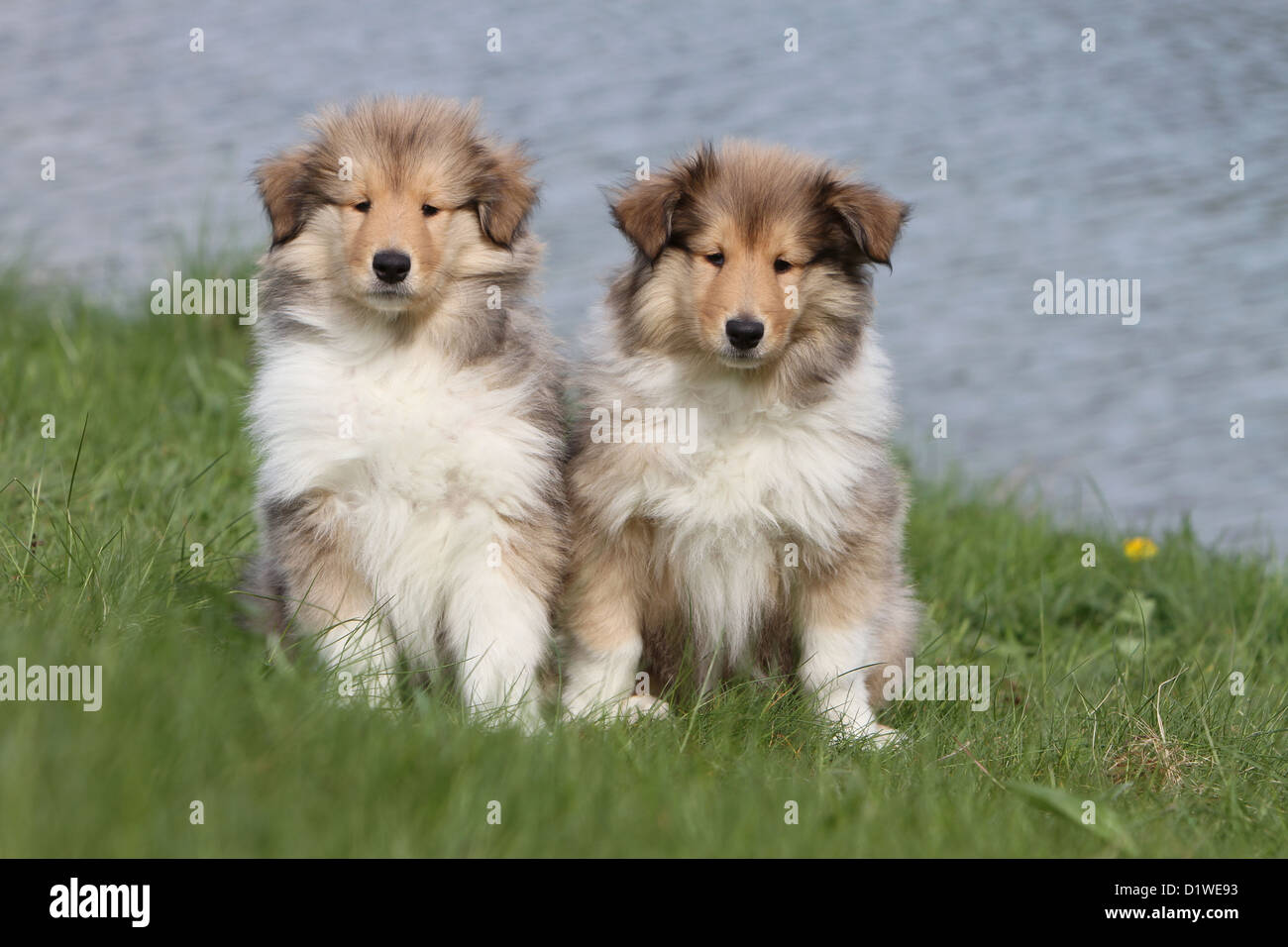 Rough Collie Hund / schottischer Collie zwei Welpen (Zobel-weiß) sitzen ...