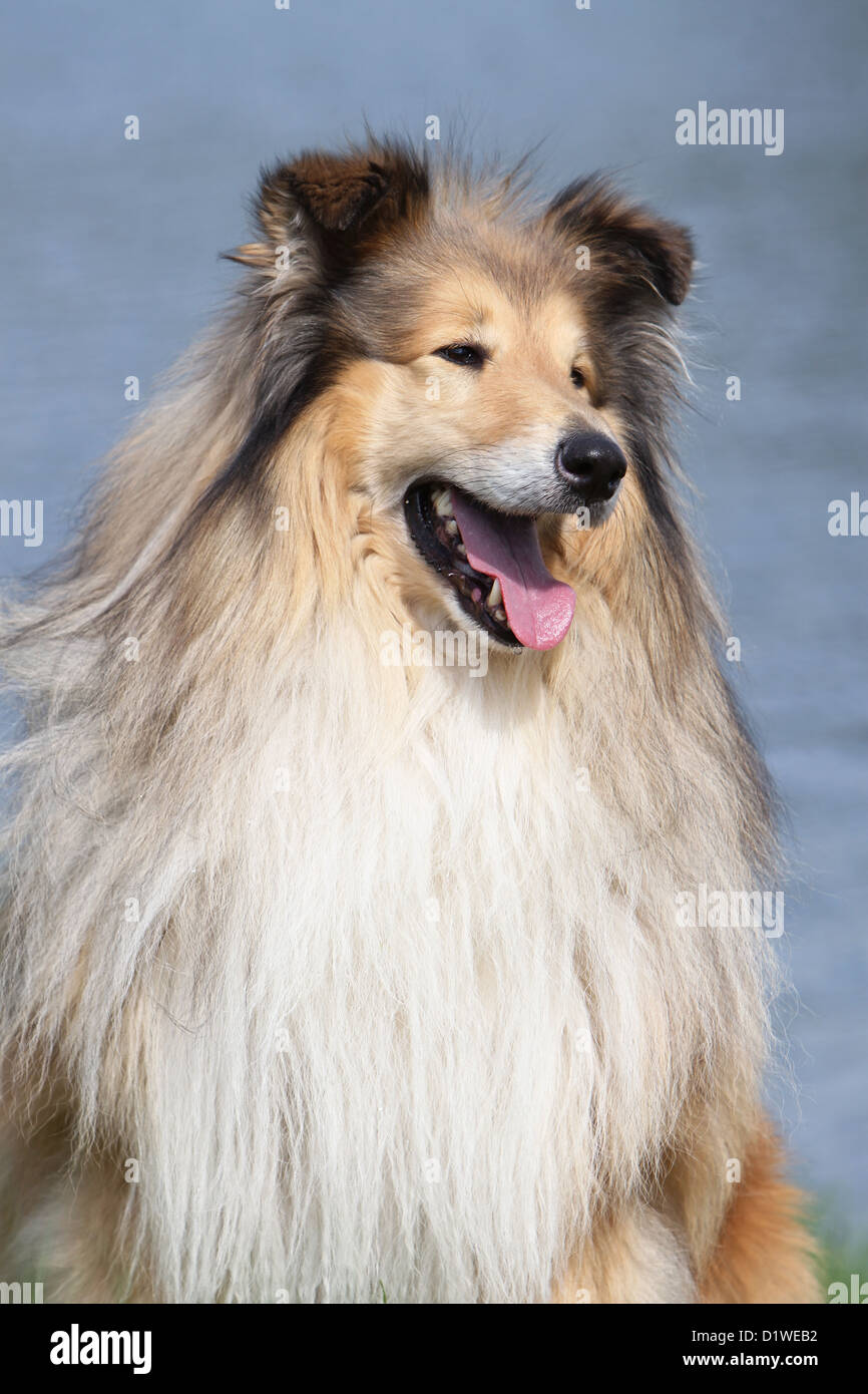Schottischer schäferhund -Fotos und -Bildmaterial in hoher Auflösung ...
