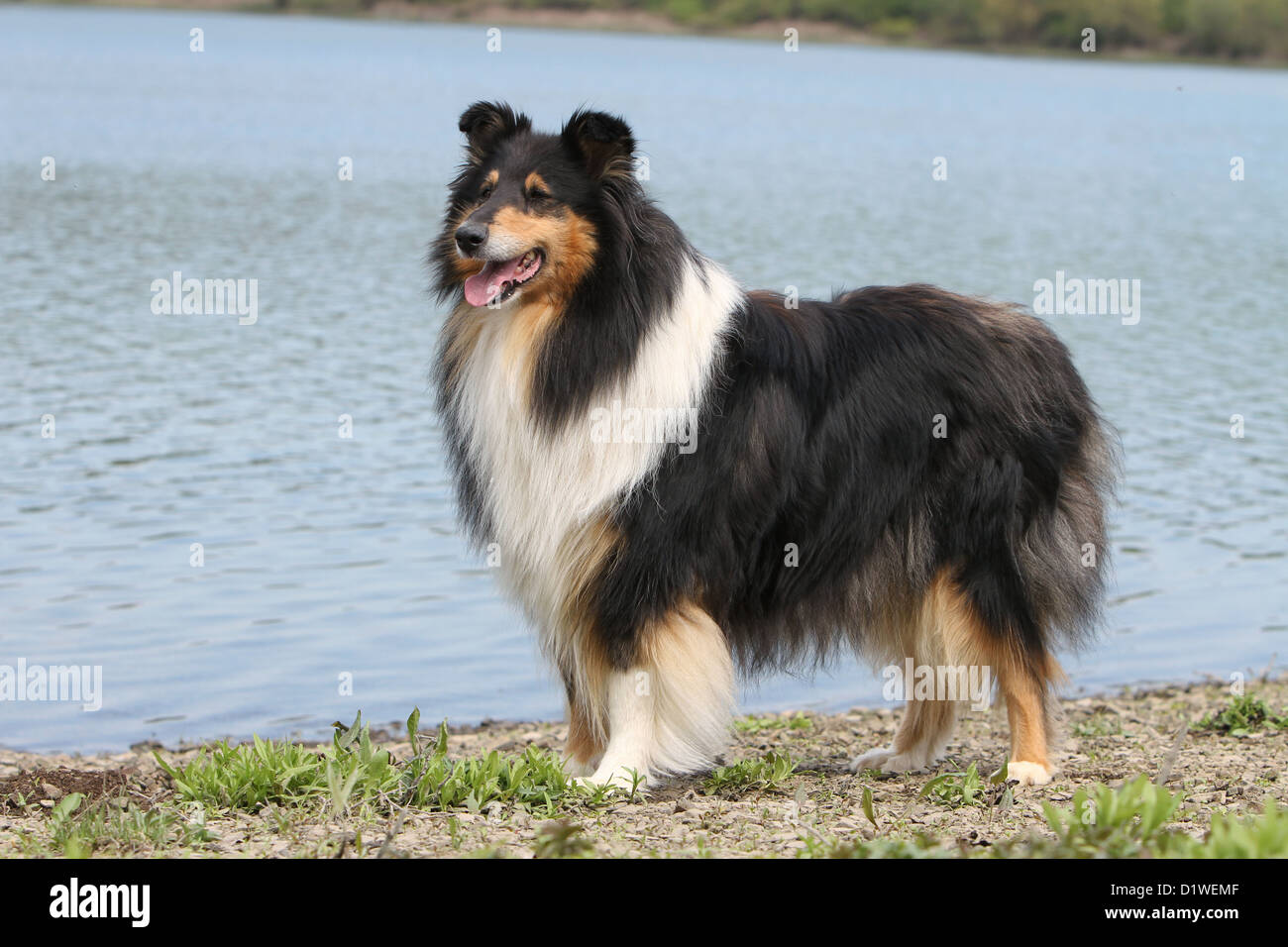 Rough Collie Hund / schottischer Collie Erwachsenen stehen (Tricolor ...