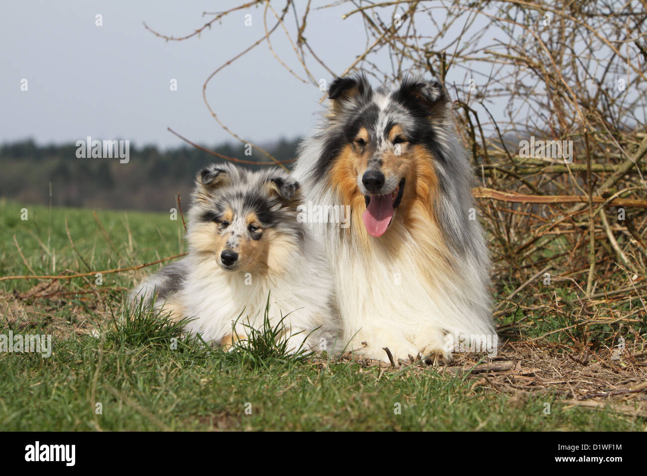 Rough Collie Hund / schottischer Collie Erwachsene und Welpen (blue ...