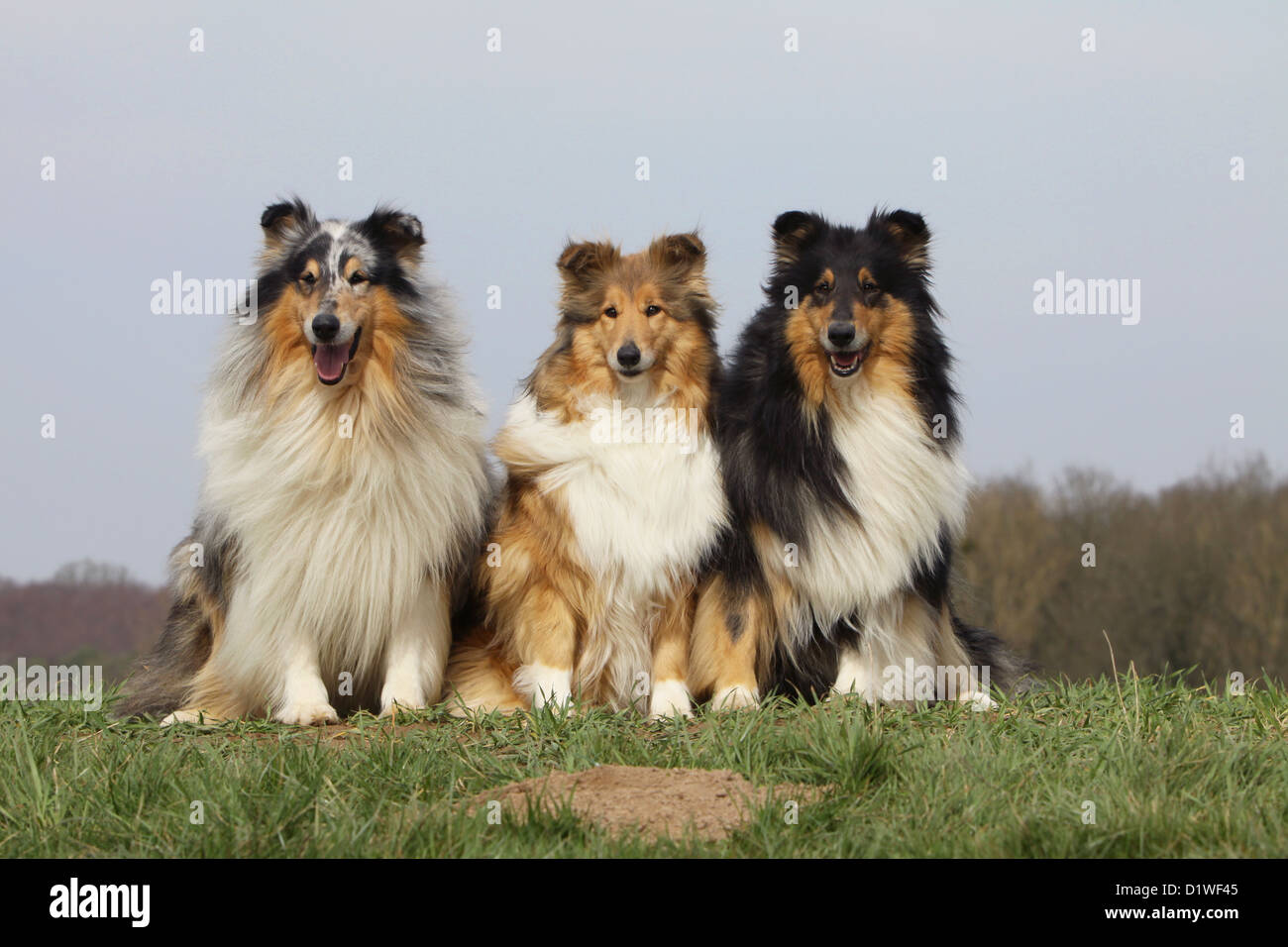 Teorann Collie Sable Tri Factored Sable Collie 2025