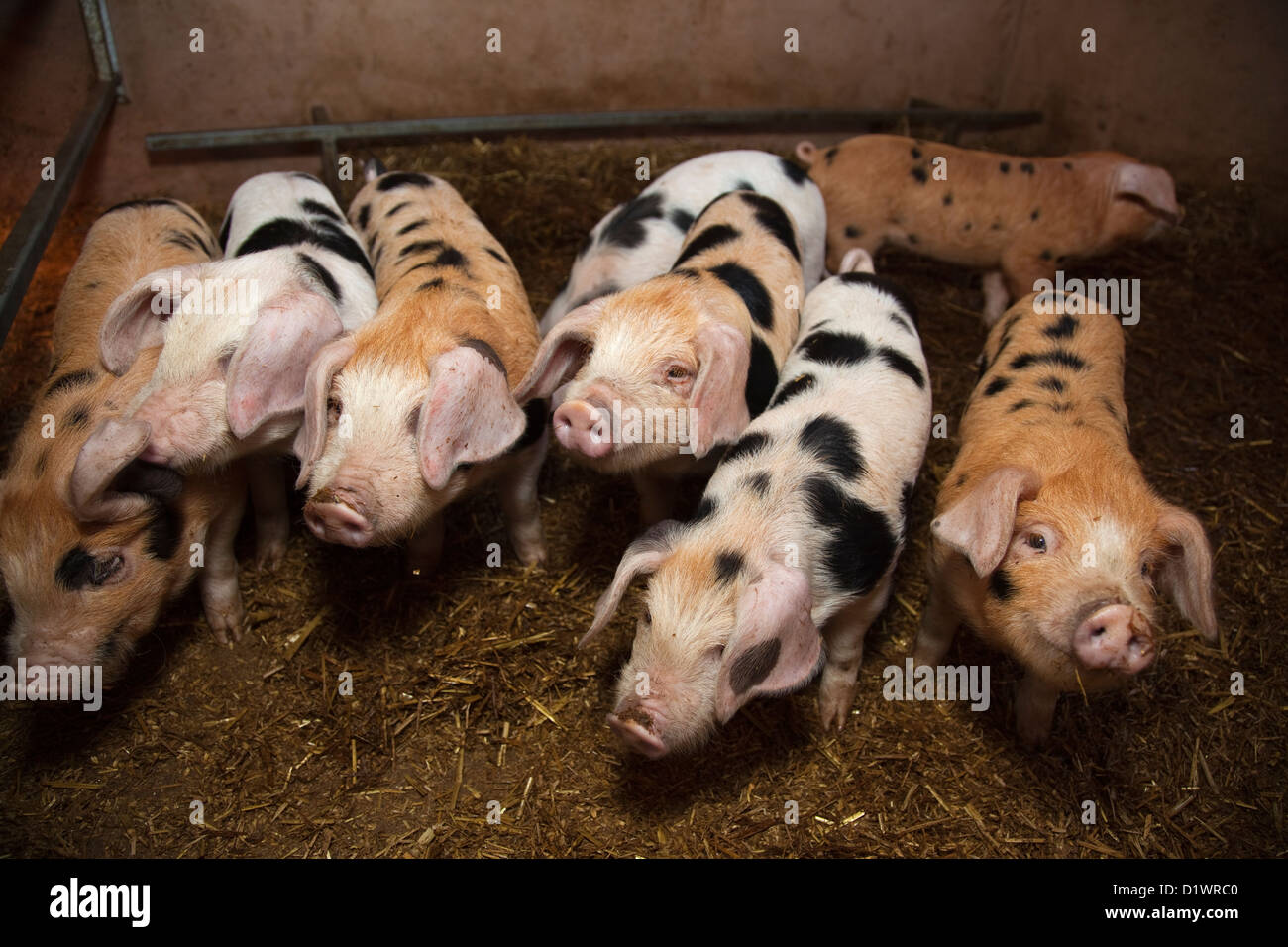 Sandy and black -Fotos und -Bildmaterial in hoher Auflösung – Alamy