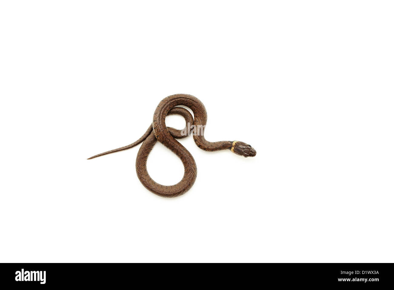 Grasnatter natrix natrix Ausgeschnittene Stockfotos und -bilder - Alamy