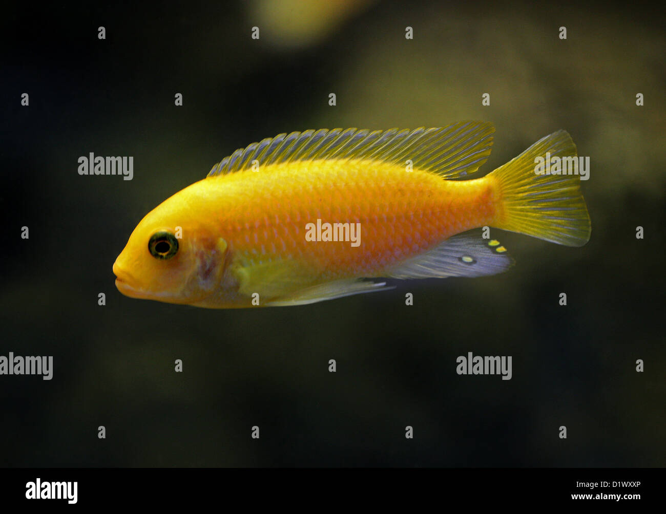 Rote Zebra Buntbarsch, Pseudotropheus Estherae, Buntbarsche, Barsch ...