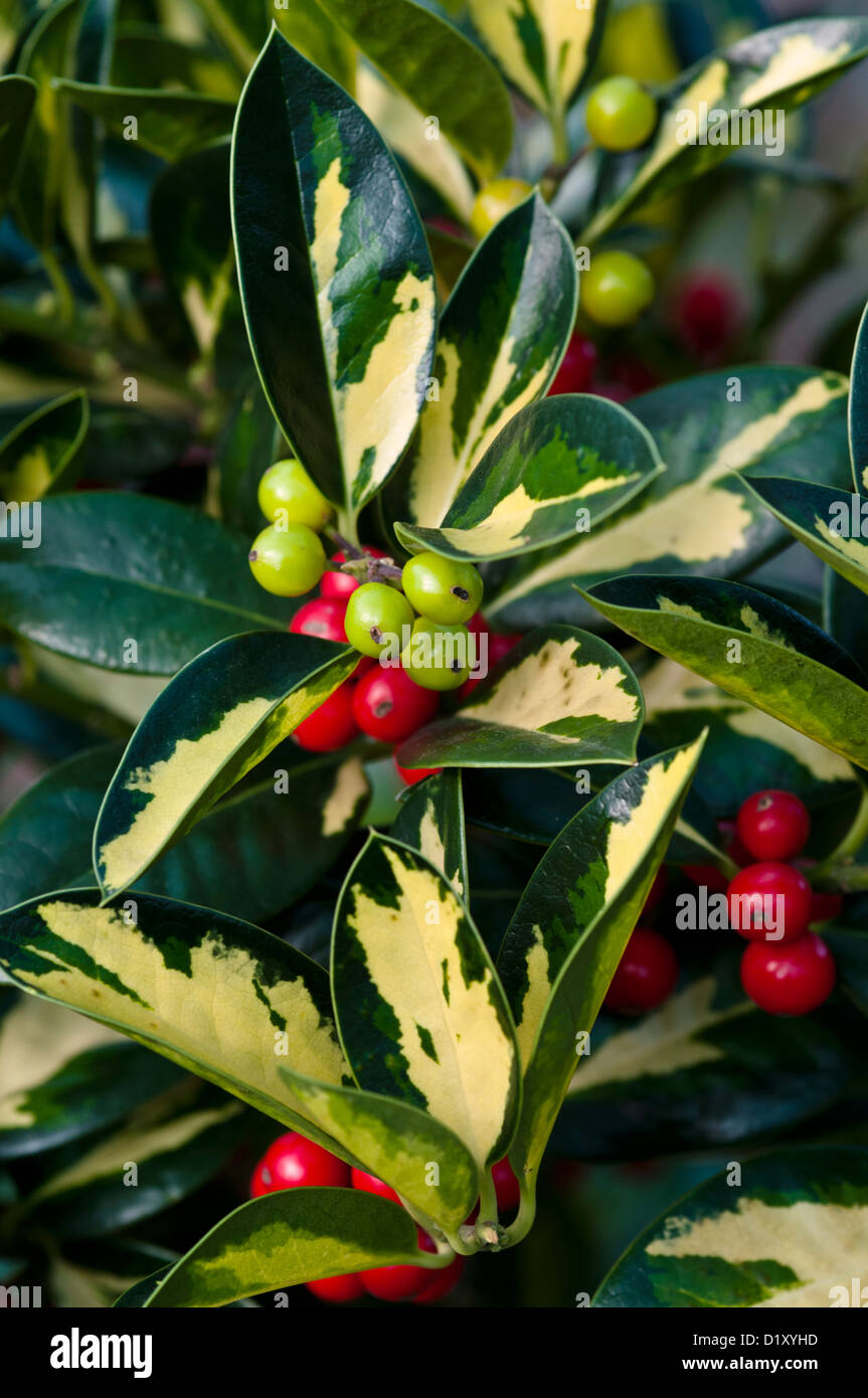 Bunte stechpalme ilex aquifolium -Fotos und -Bildmaterial in hoher ...