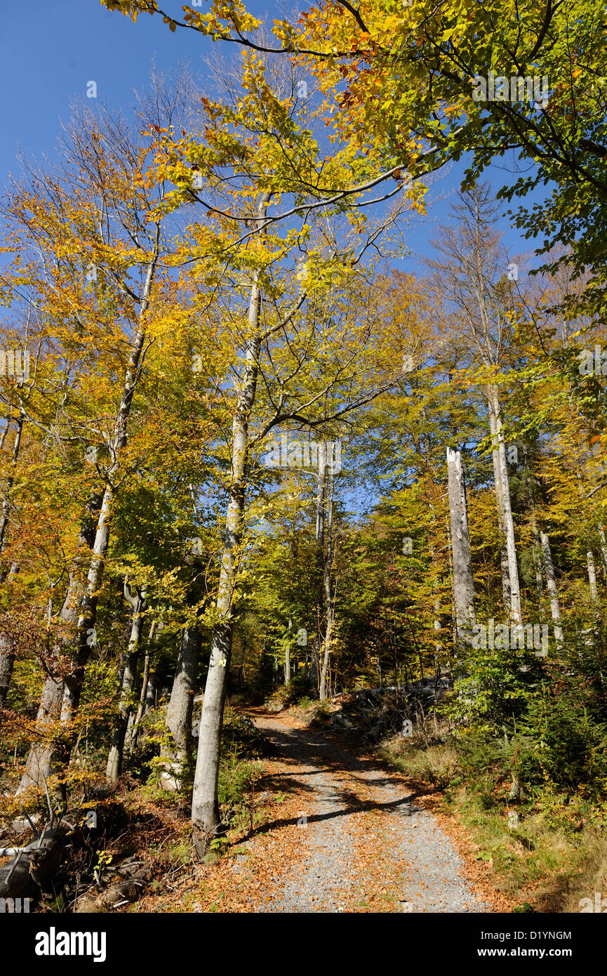 Rotbuche, Buche (Fagus Sylvatica), Wald im Herbst, Nationalpark ...