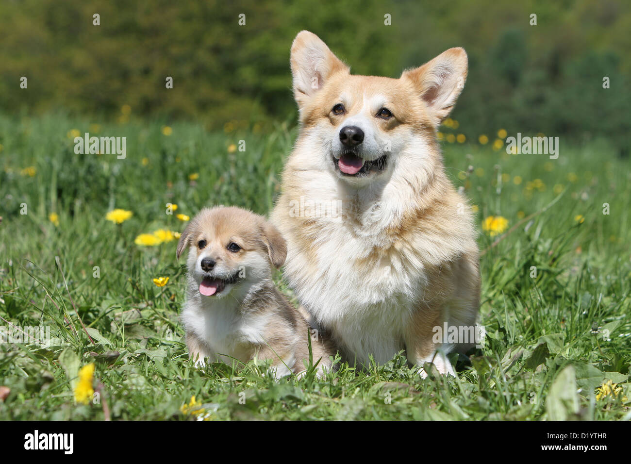 Pembroke Welsh Corgi Erwachsenen Hund und Welpen sitzen auf einer Wiese ...