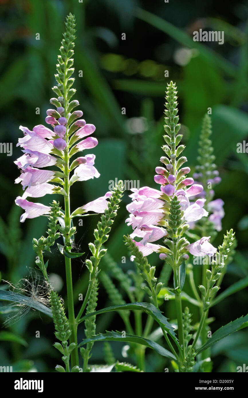 Gehorsam pflanzliche physostegia virginiana -Fotos und -Bildmaterial in ...