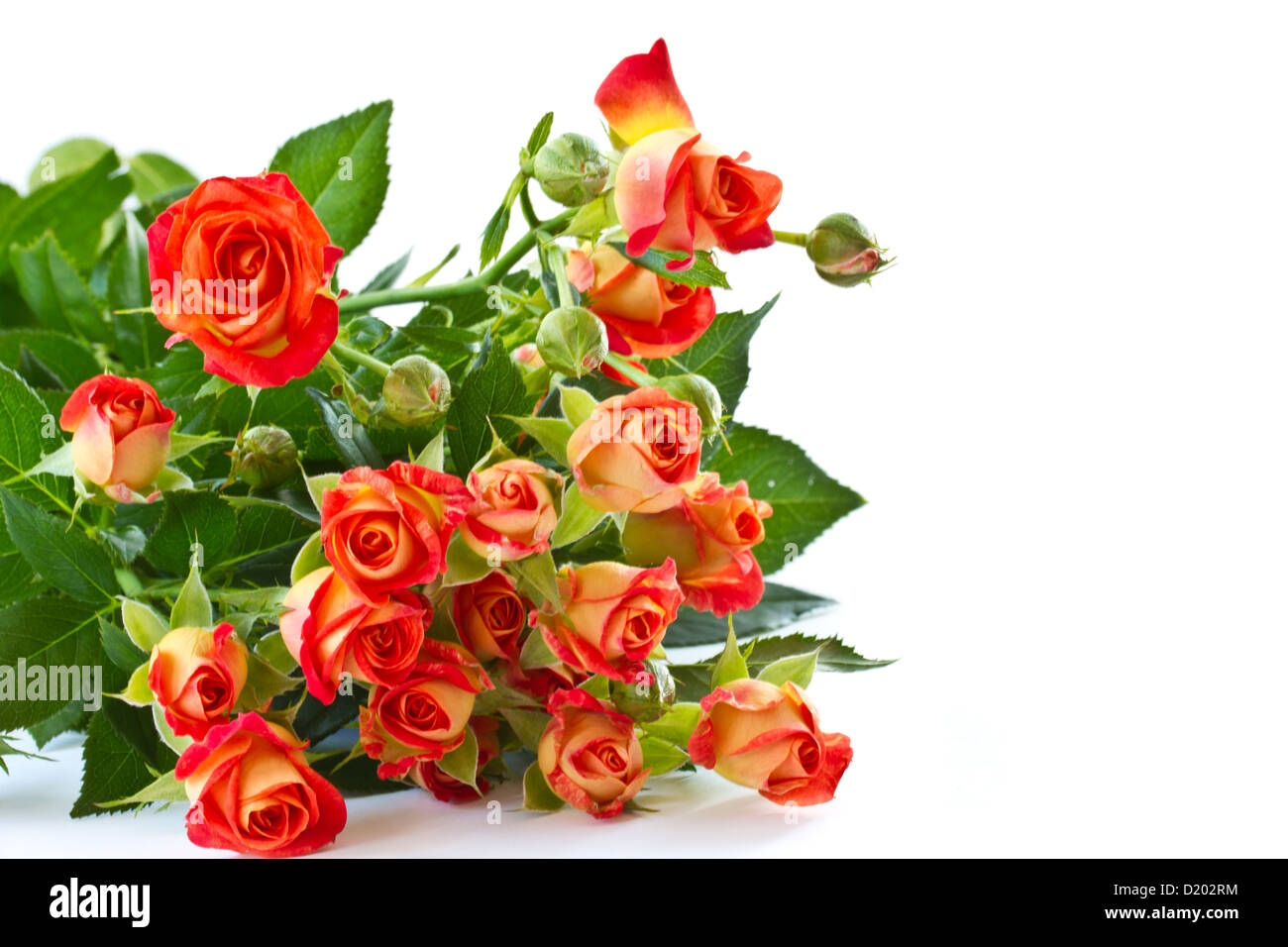 Viele rote rosen -Fotos und -Bildmaterial in hoher Auflösung – Alamy