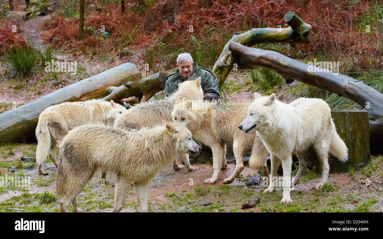 Wolf deutschland -Fotos und -Bildmaterial in hoher Auflösung – Alamy
