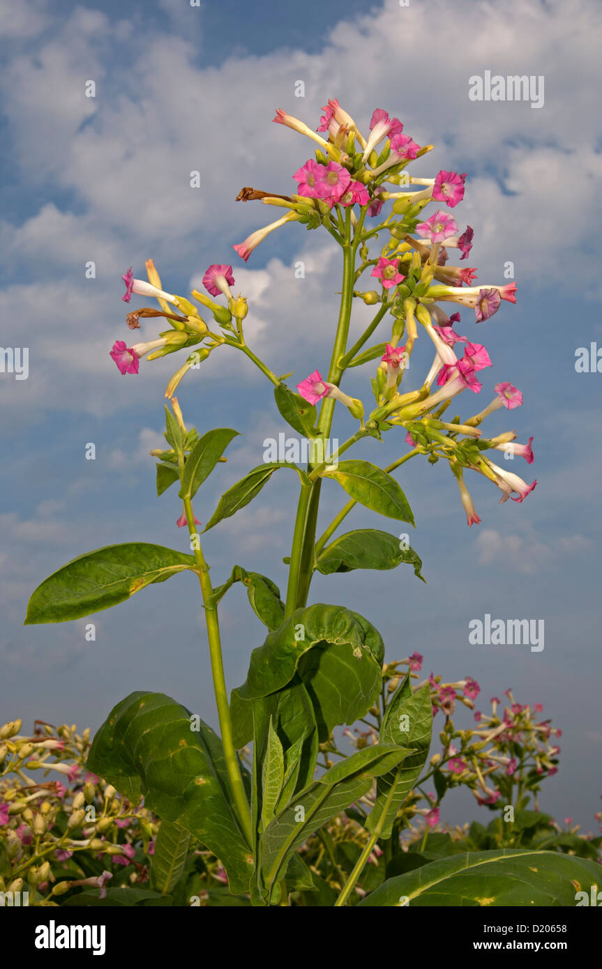 Blühende tabakpflanze -Fotos und -Bildmaterial in hoher Auflösung – Alamy