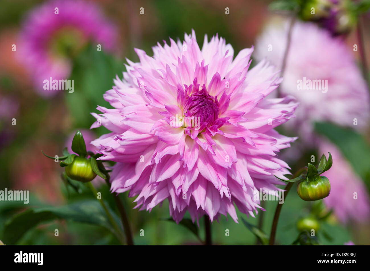 Ella mae -Fotos und -Bildmaterial in hoher Auflösung – Alamy