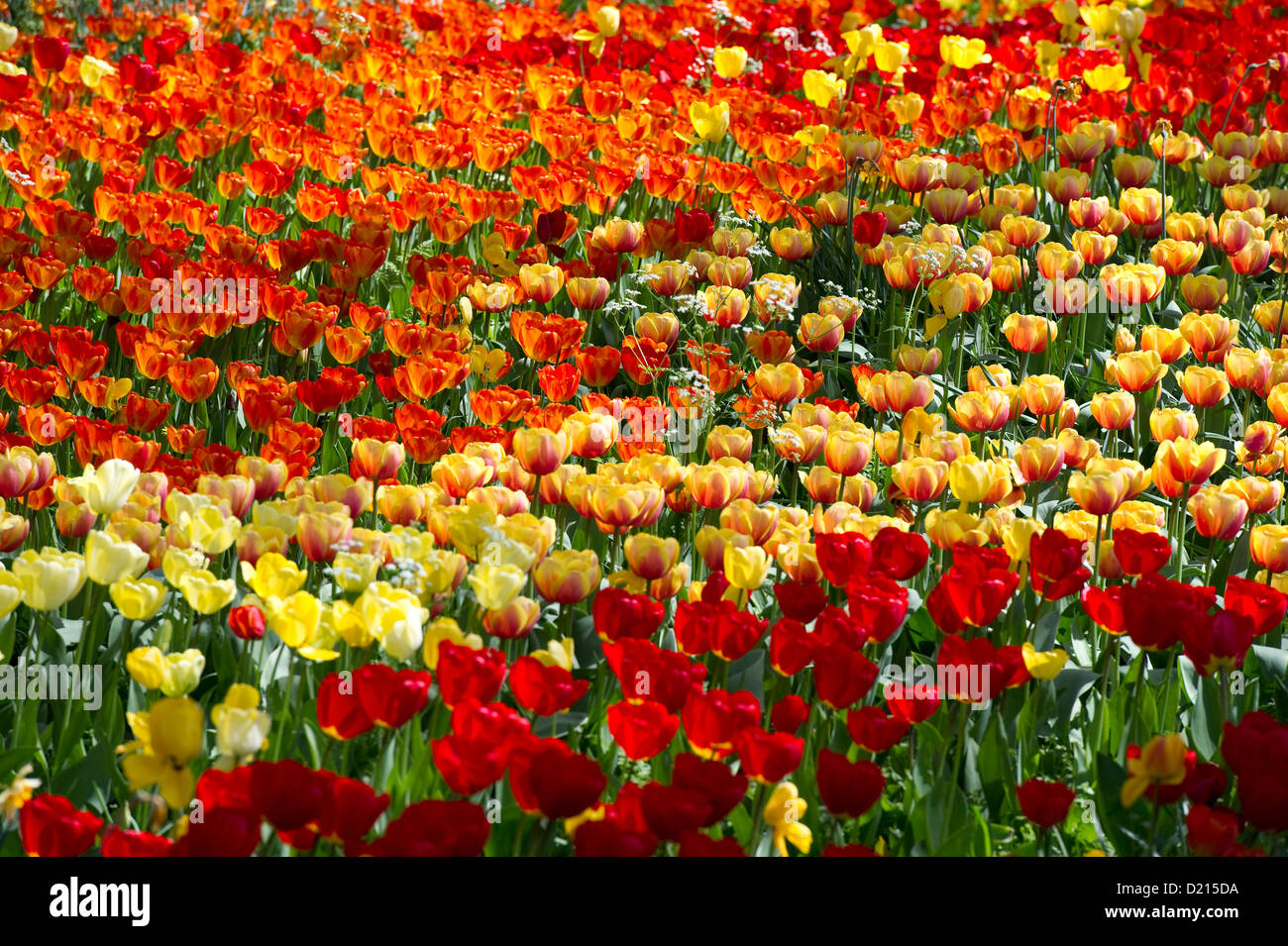 Insel mainau blumen -Fotos und -Bildmaterial in hoher Auflösung – Alamy