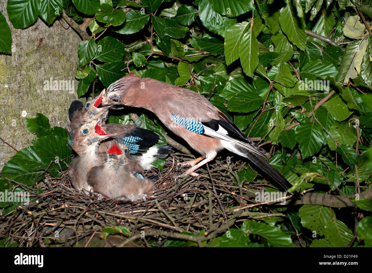 Eichelhaeher Garrulus Glandarius Jay Bayern Deutschland Eichelhaeher Garrulus Glandarius Jay Bayern Deutschland