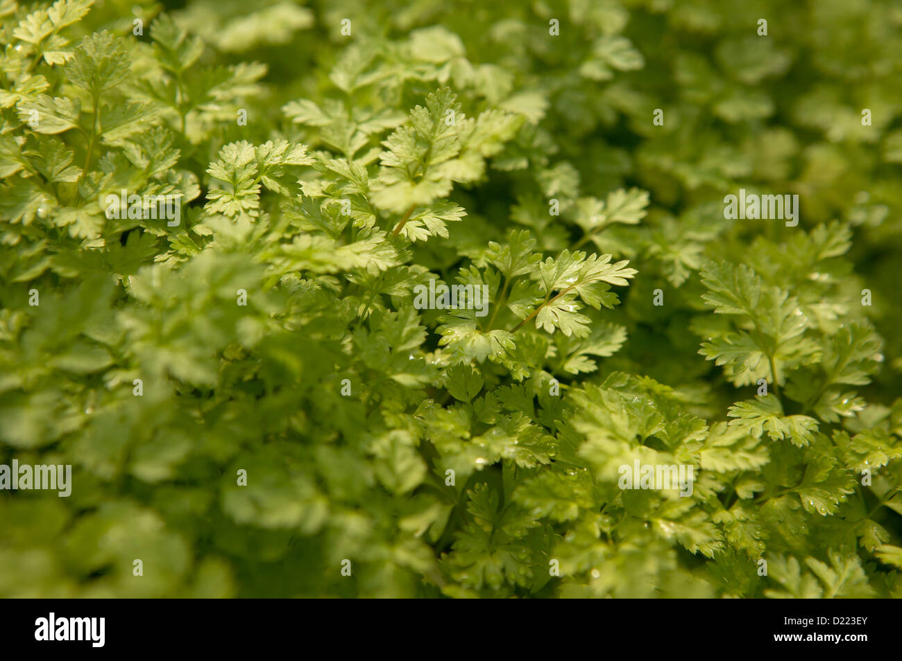 Kerbel garten -Fotos und -Bildmaterial in hoher Auflösung – Alamy