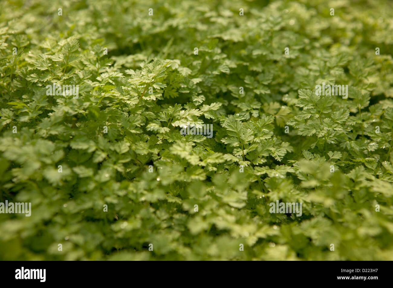 Kerbel garten -Fotos und -Bildmaterial in hoher Auflösung – Alamy