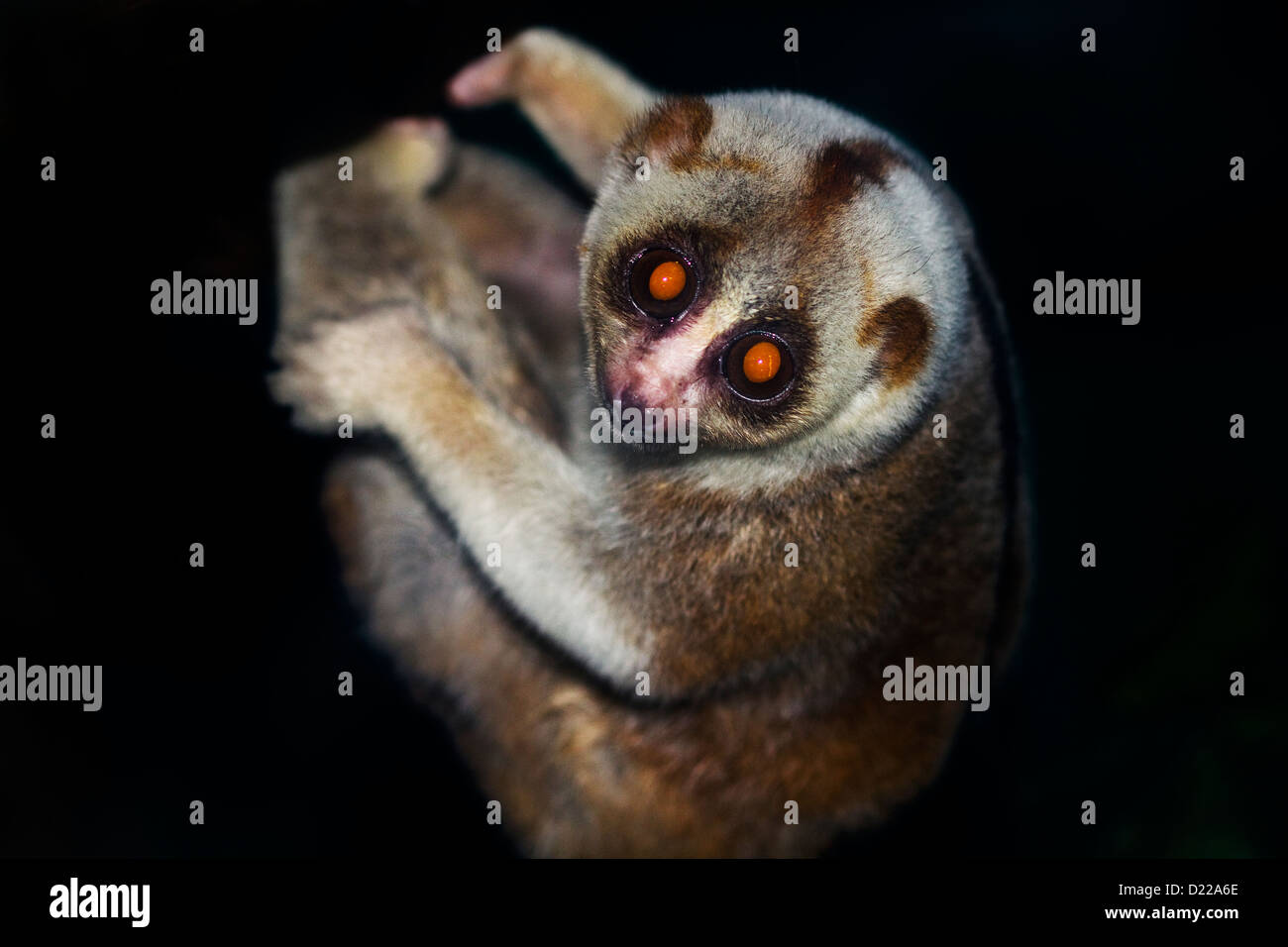 Bengalischer Plumplori Stockfotos und -bilder Kaufen - Alamy