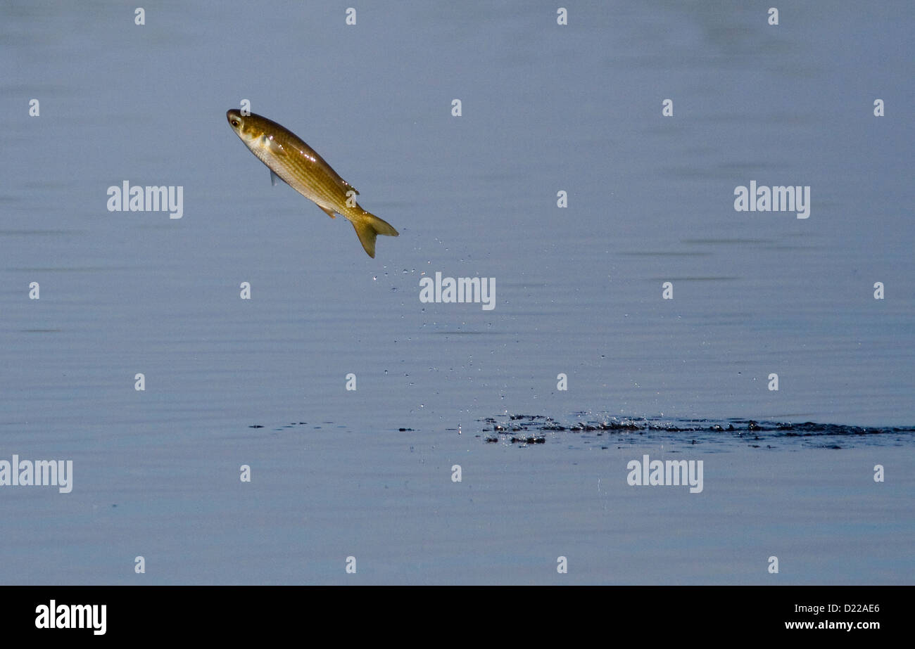 Fish leaping -Fotos und -Bildmaterial in hoher Auflösung – Alamy