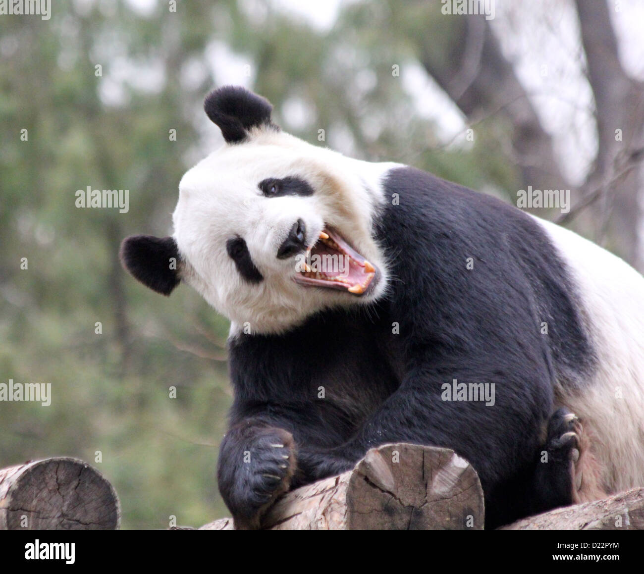 Grosse panda -Fotos und -Bildmaterial in hoher Auflösung – Alamy