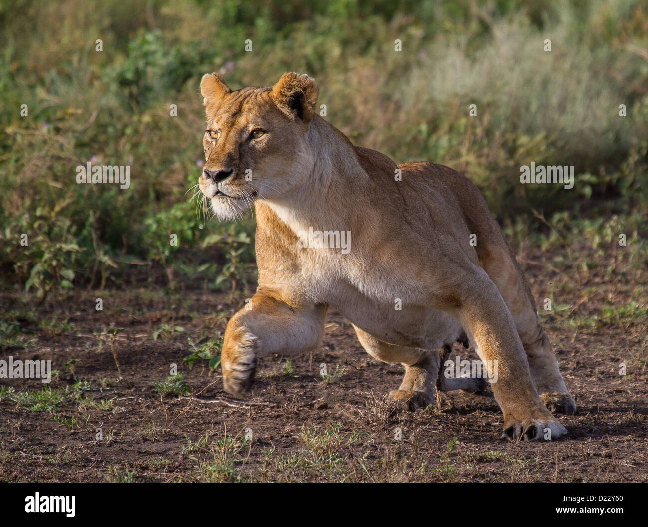 Löwin jagd -Fotos und -Bildmaterial in hoher Auflösung – Alamy