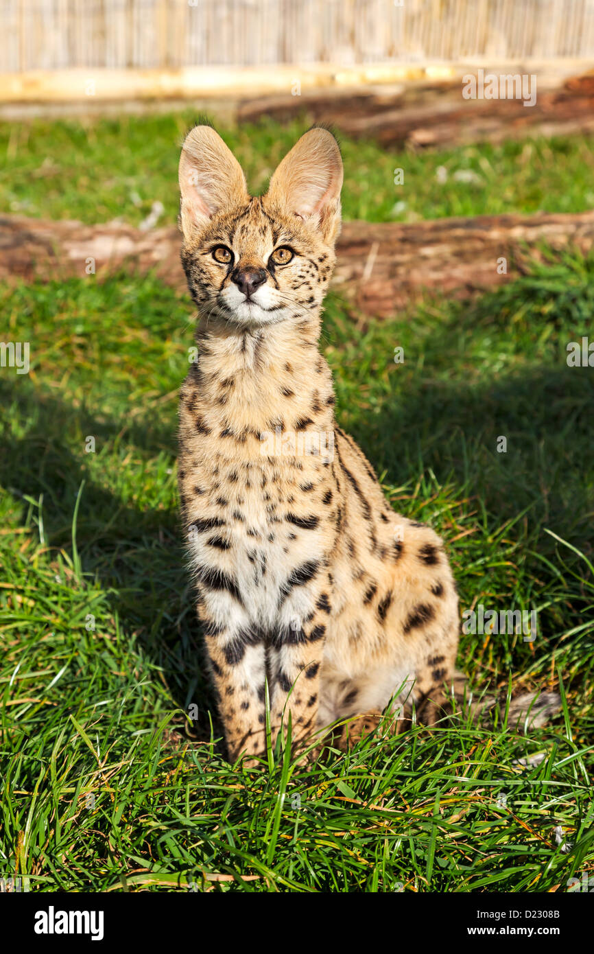 Zwarte Afrikaanse Serval Kat Black Serval Cat Fotos Und Bildmaterial