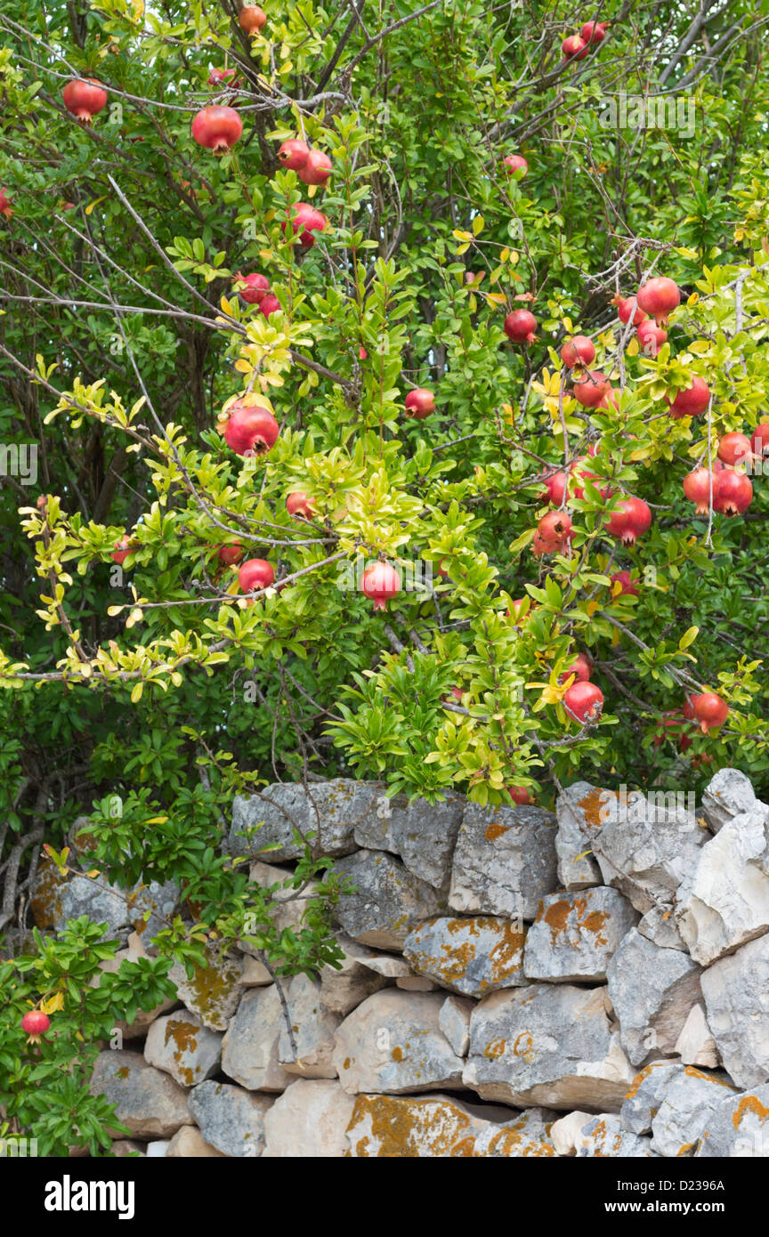 Granatapfel baum -Fotos und -Bildmaterial in hoher Auflösung – Alamy