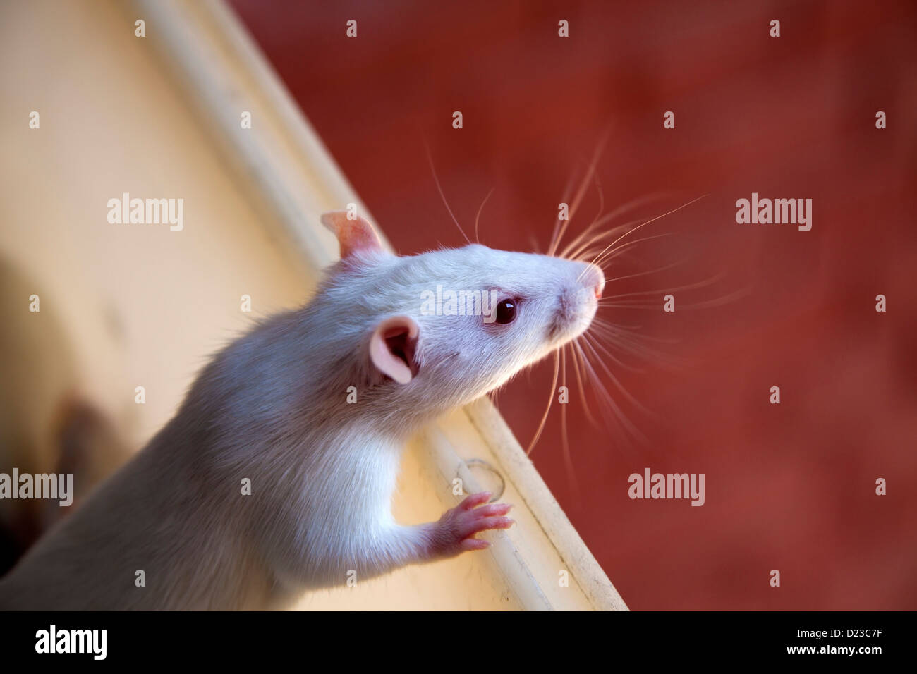 Weiße ratte -Fotos und -Bildmaterial in hoher Auflösung – Alamy