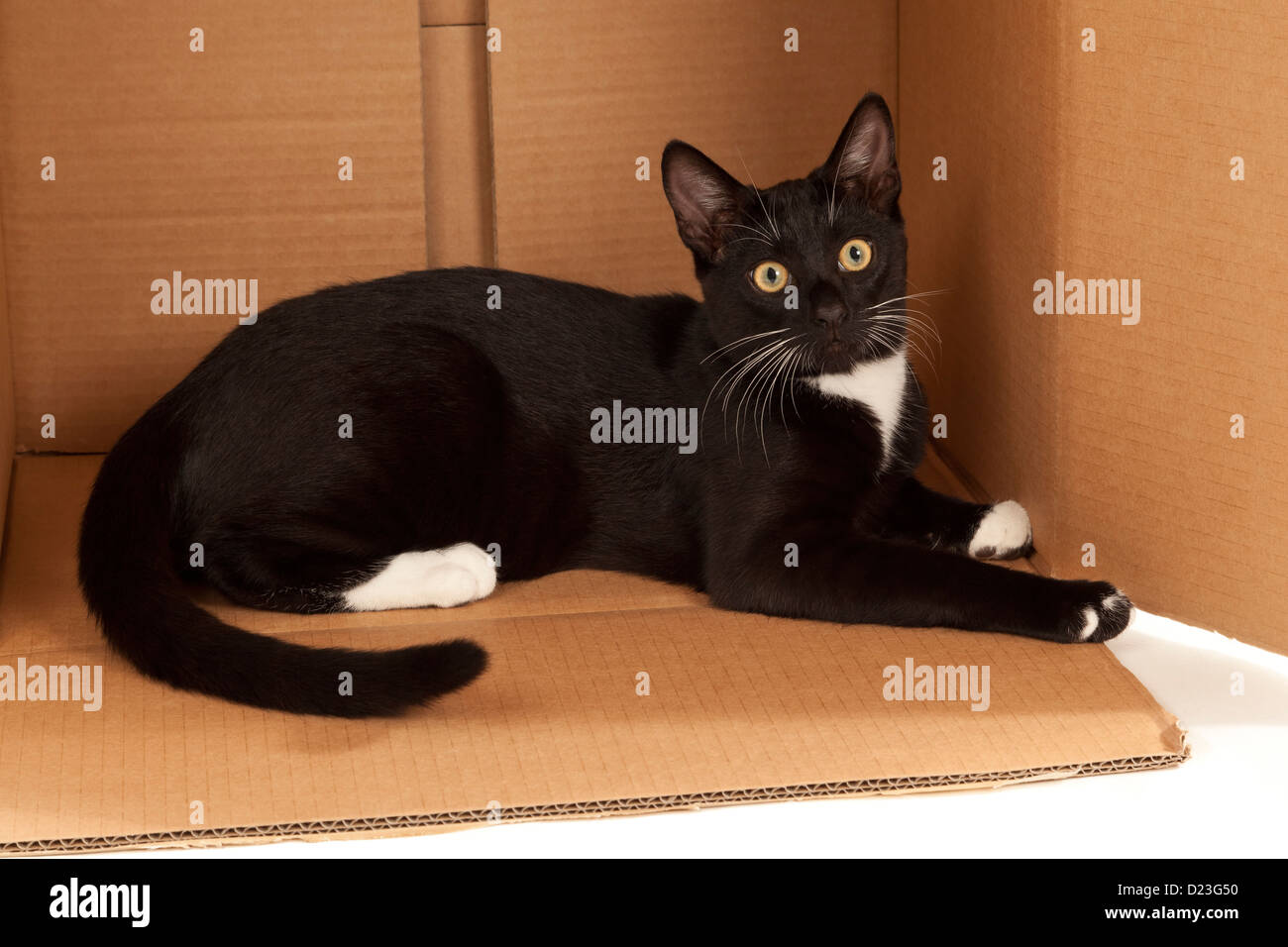 Viel glück katze -Fotos und -Bildmaterial in hoher Auflösung – Alamy