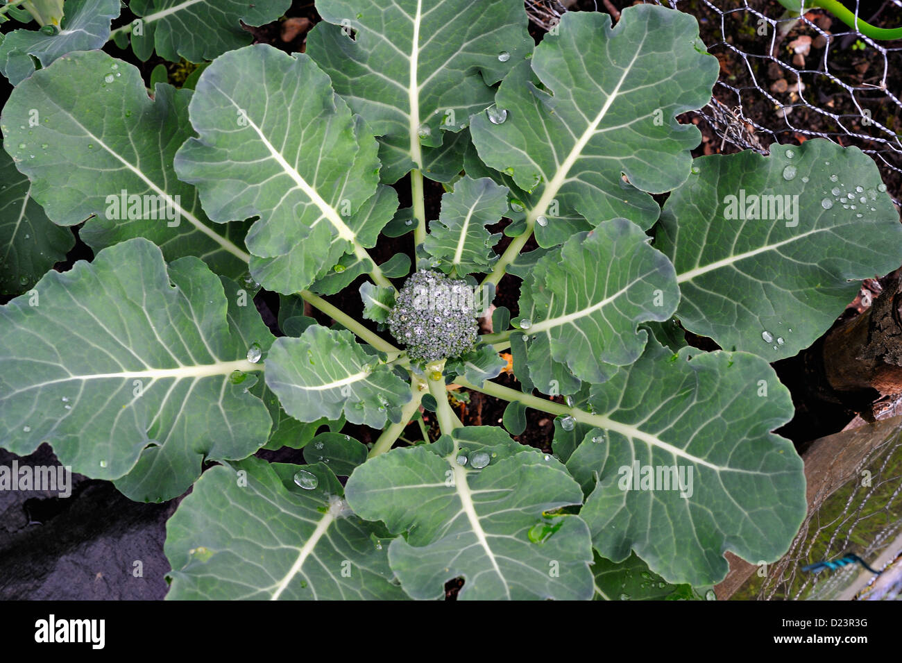 Junge lila Brokkoli Pflanze in einem vorstädtischen Garten ...