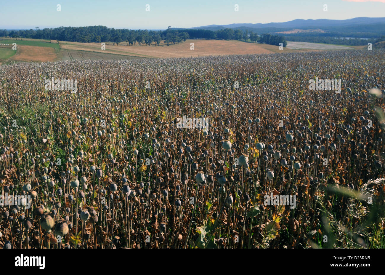 Tasmanian medicinal opium -Fotos und -Bildmaterial in hoher Auflösung ...