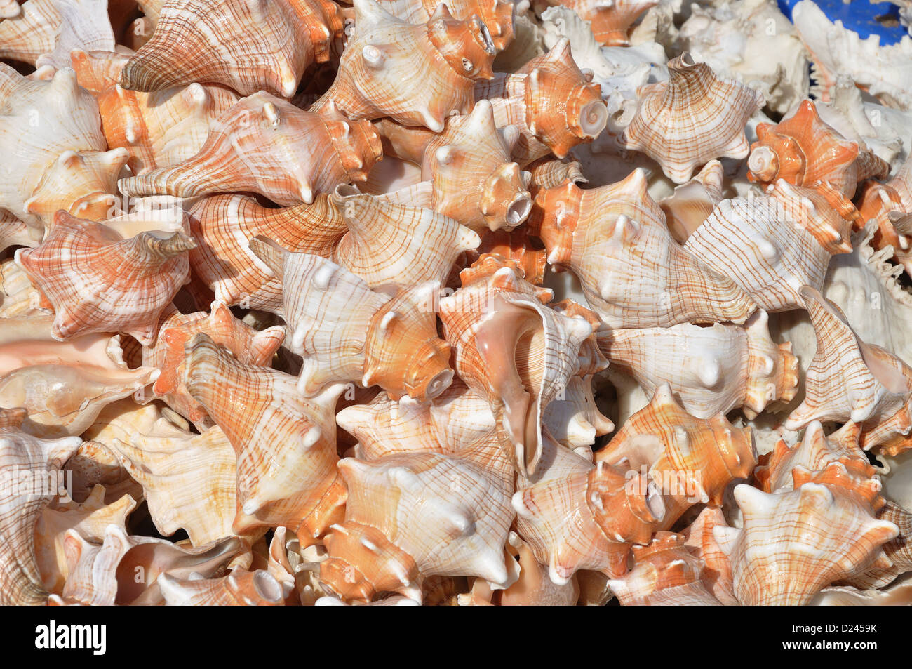 Horse conch shells -Fotos und -Bildmaterial in hoher Auflösung – Alamy
