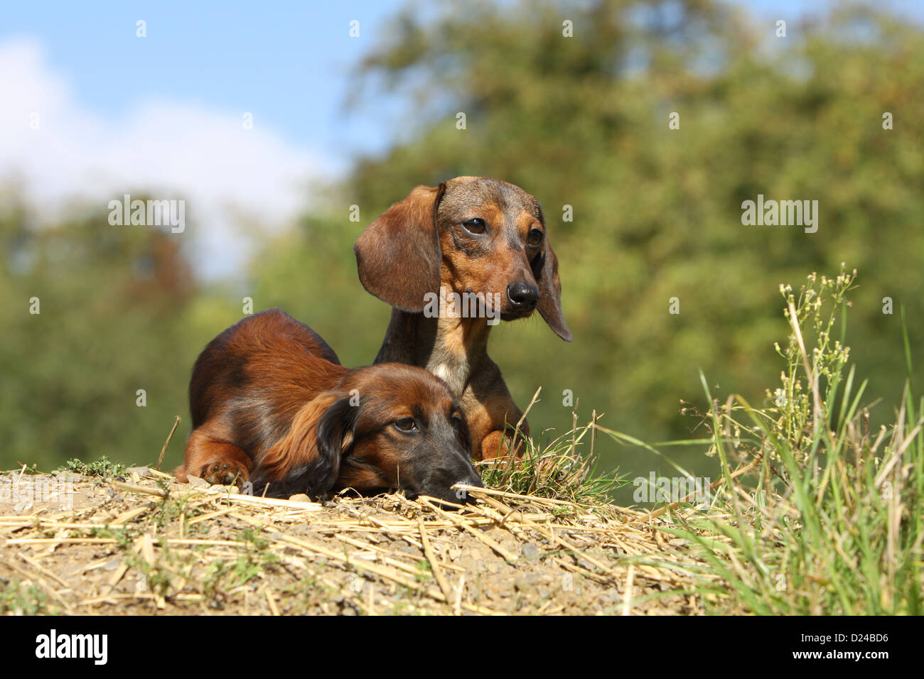 Hund Dackel / Dackel / Teckel zwei Erwachsene verschiedene Haare (lang ...