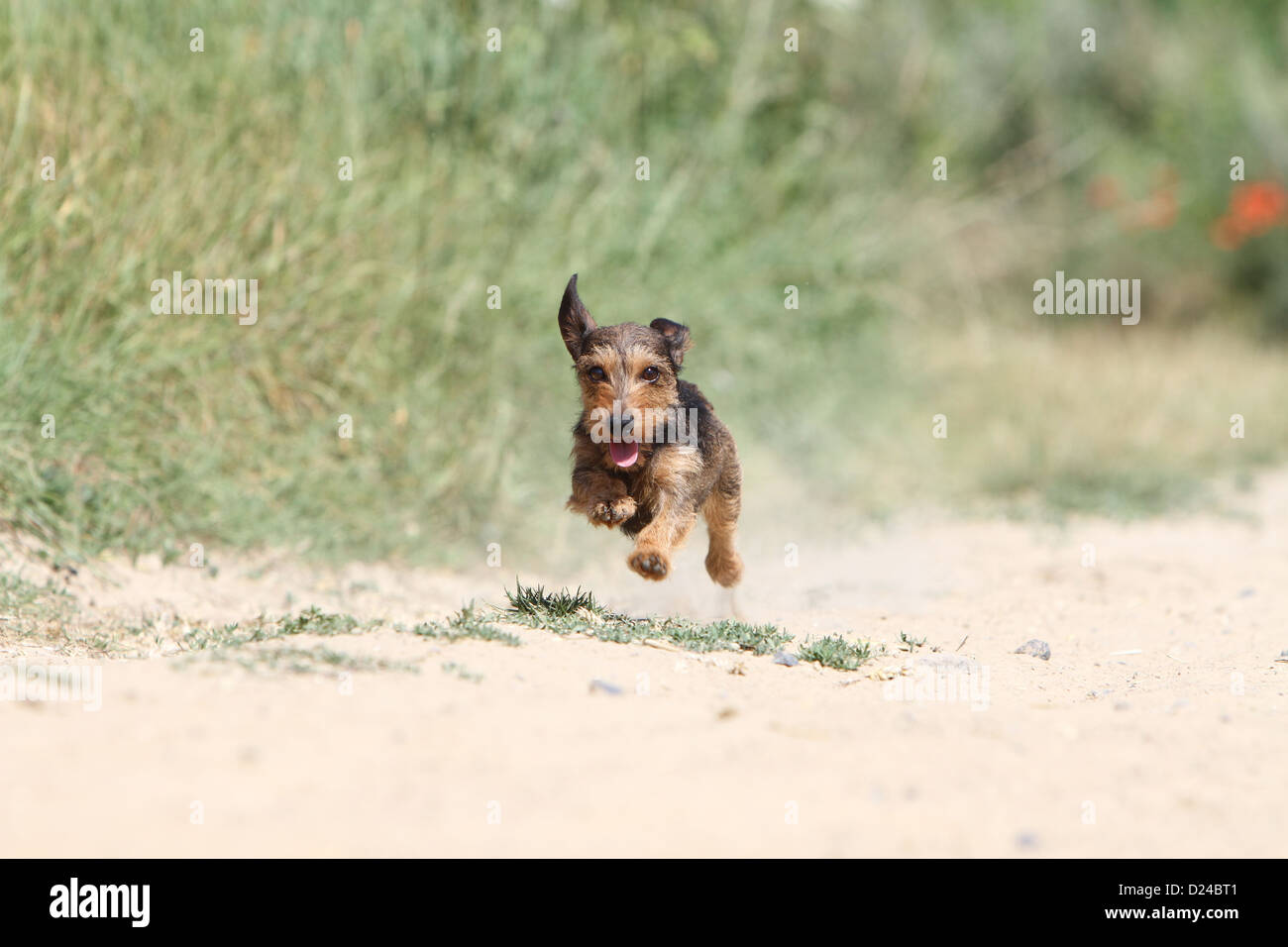 Hund Dackel / Dackel / Teckel rauhaar Erwachsener (Farbe Wildschwein ...