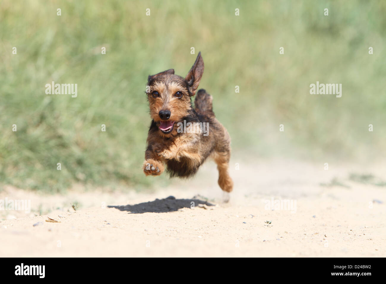 Hund Dackel / Dackel / Teckel rauhaar Erwachsener (Farbe Wildschwein ...