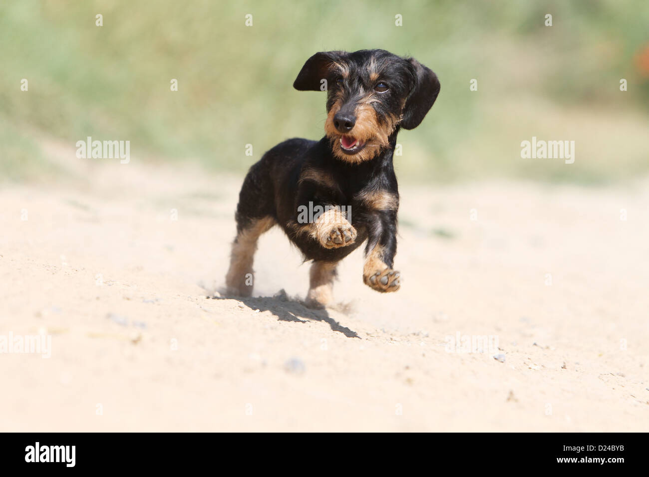 Deutsch drahthaar -Fotos und -Bildmaterial in hoher Auflösung – Alamy
