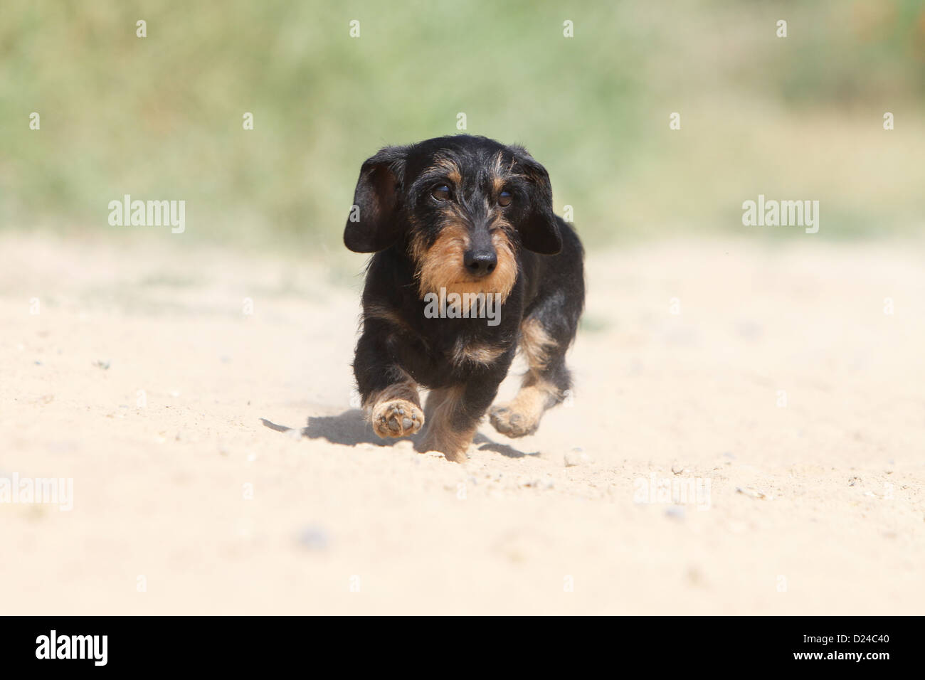 Rauhhaar dackel -Fotos und -Bildmaterial in hoher Auflösung – Alamy