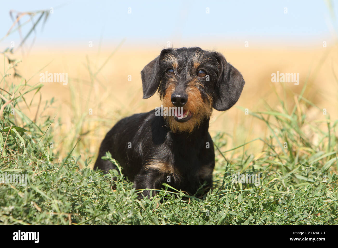 Hund Dackel / Dackel / Teckel rauhaar (Schwarz eine tan) Erwachsenen ...