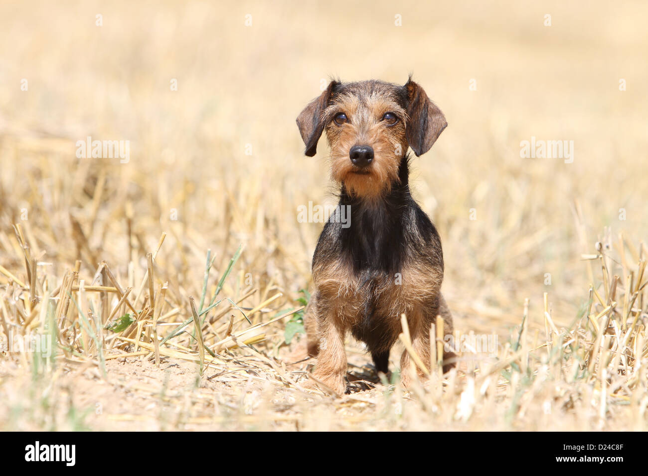 Grobe wurst -Fotos und -Bildmaterial in hoher Auflösung – Alamy