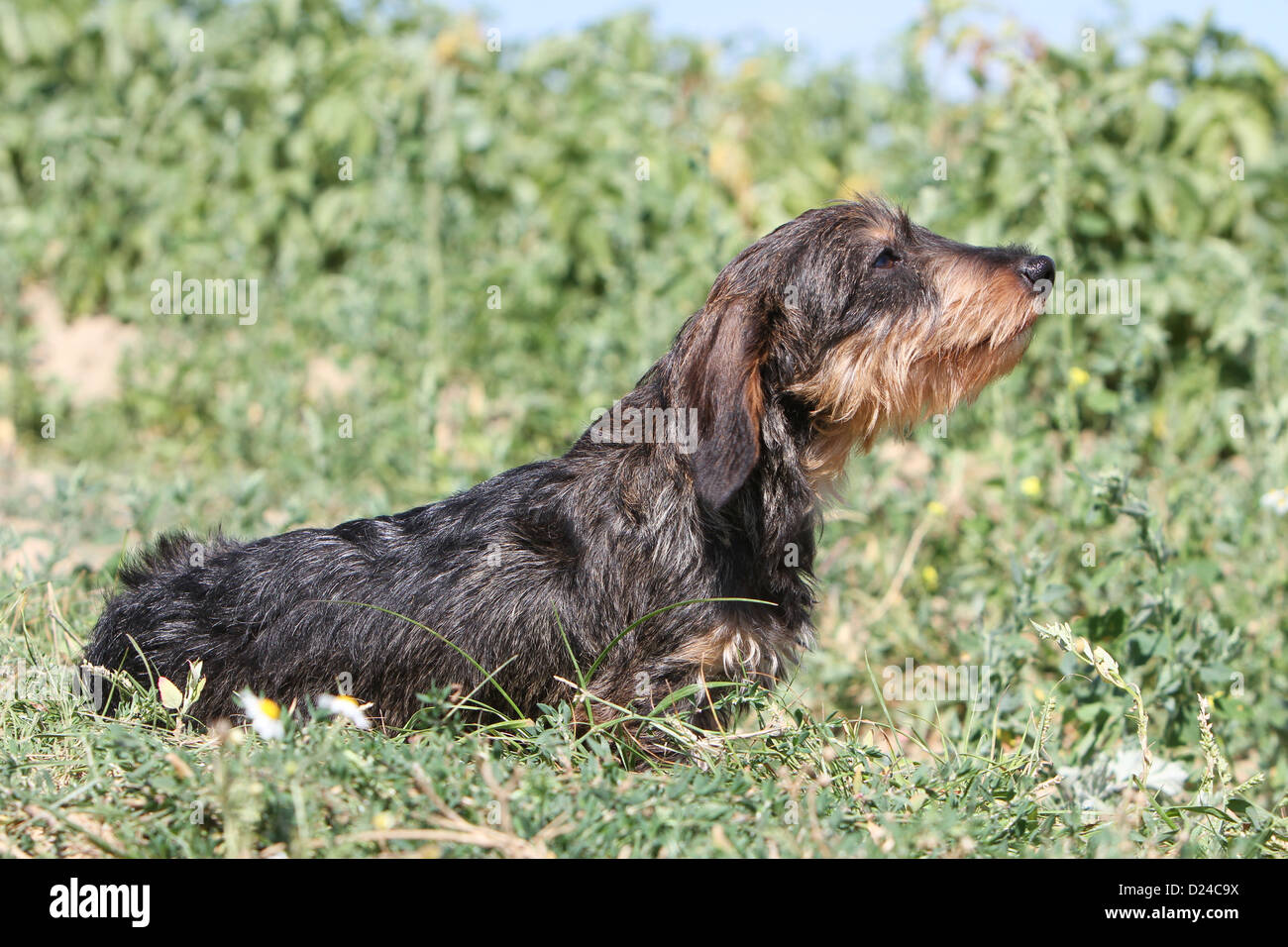 Hund Dackel / Dackel / Teckel rauhaar (Farbe Wildschwein) Erwachsenen ...