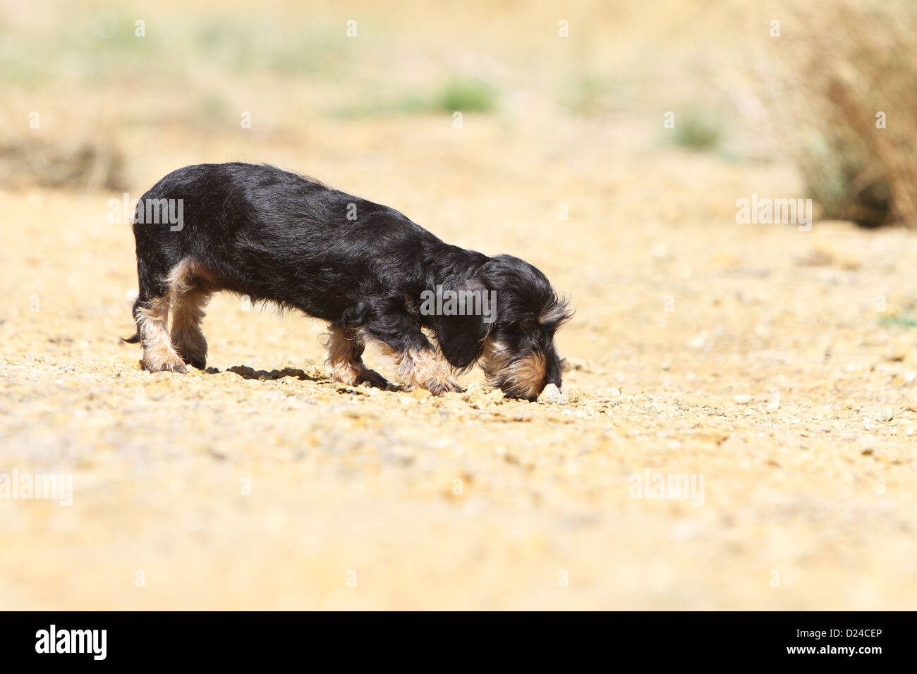 Hund Dackel / Dackel / Teckel rauhaar Welpen (schwarz und braun ...