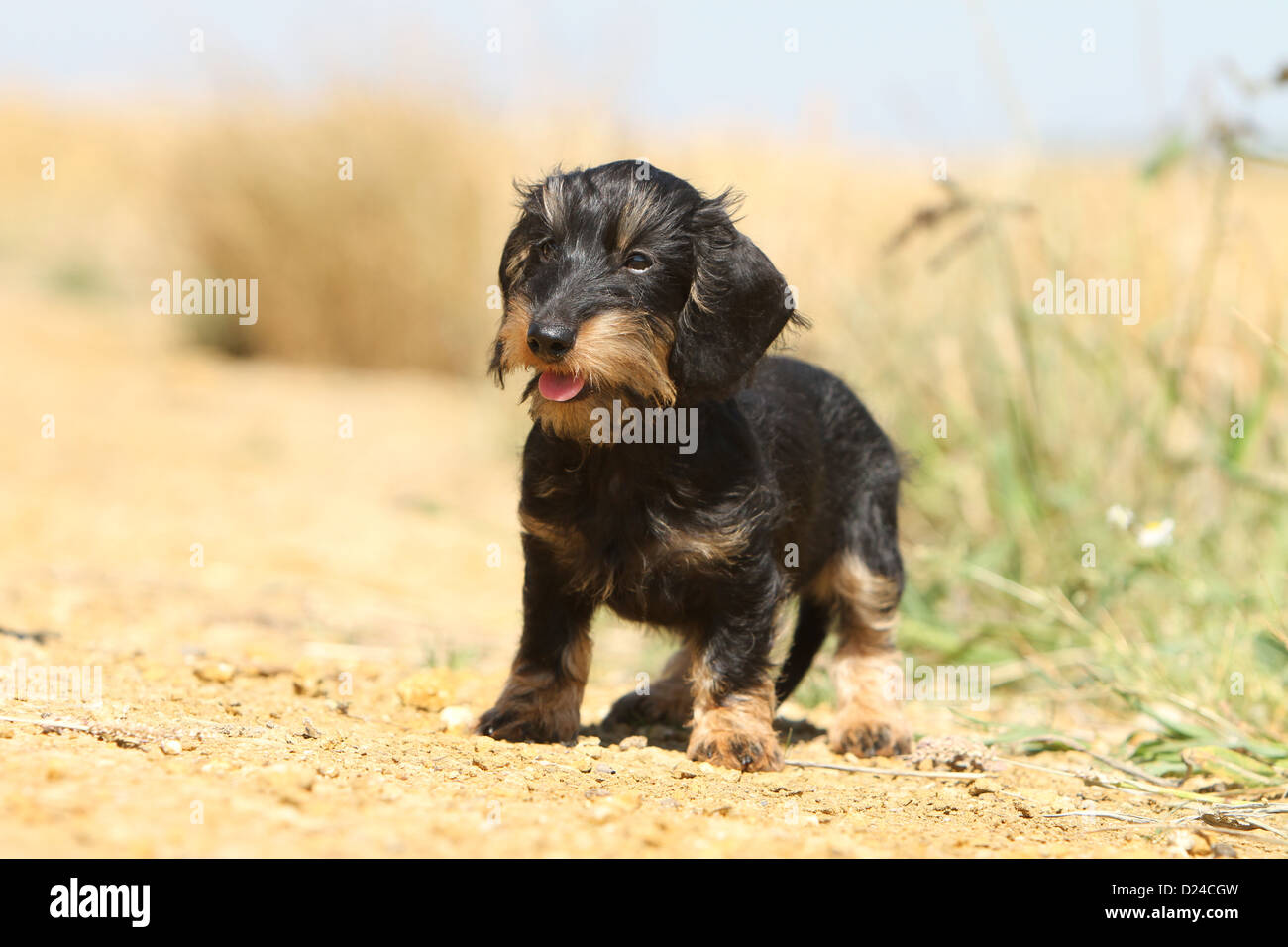 Hund Dackel / Dackel / Teckel rauhaar Welpen (schwarz und braun ...