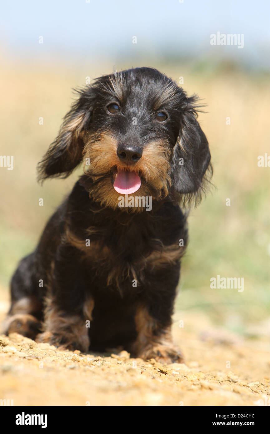 Hund Dackel / Dackel / Teckel rauhaar Welpen (schwarz und braun) sitzen ...