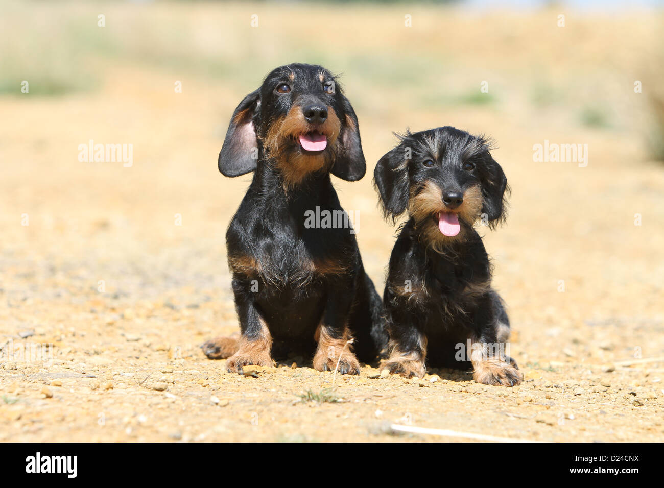 Hund Dackel / Dackel / Teckel rauhaar Erwachsene und Welpen (schwarz ...