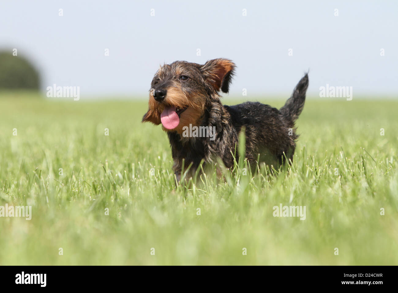 Hund Dackel / Dackel / Teckel rauhaar Erwachsener (Farbe Wildschwein ...
